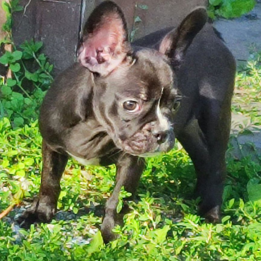 Щенок французский будьдог