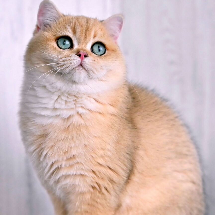 Британский короткошёрстный котёнок