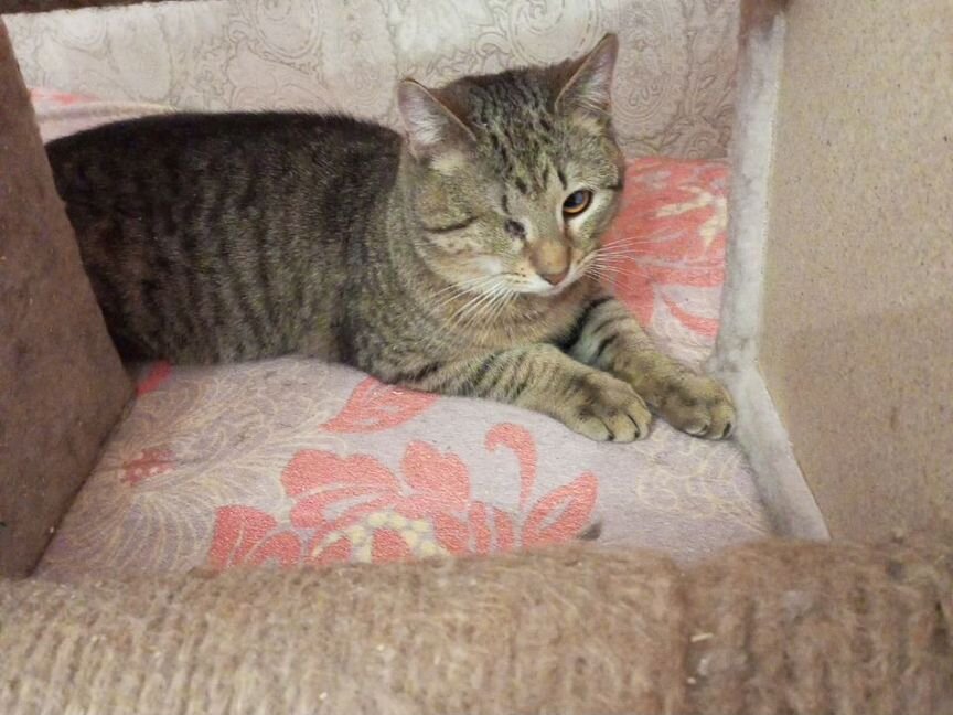 Котенок в добрые руки