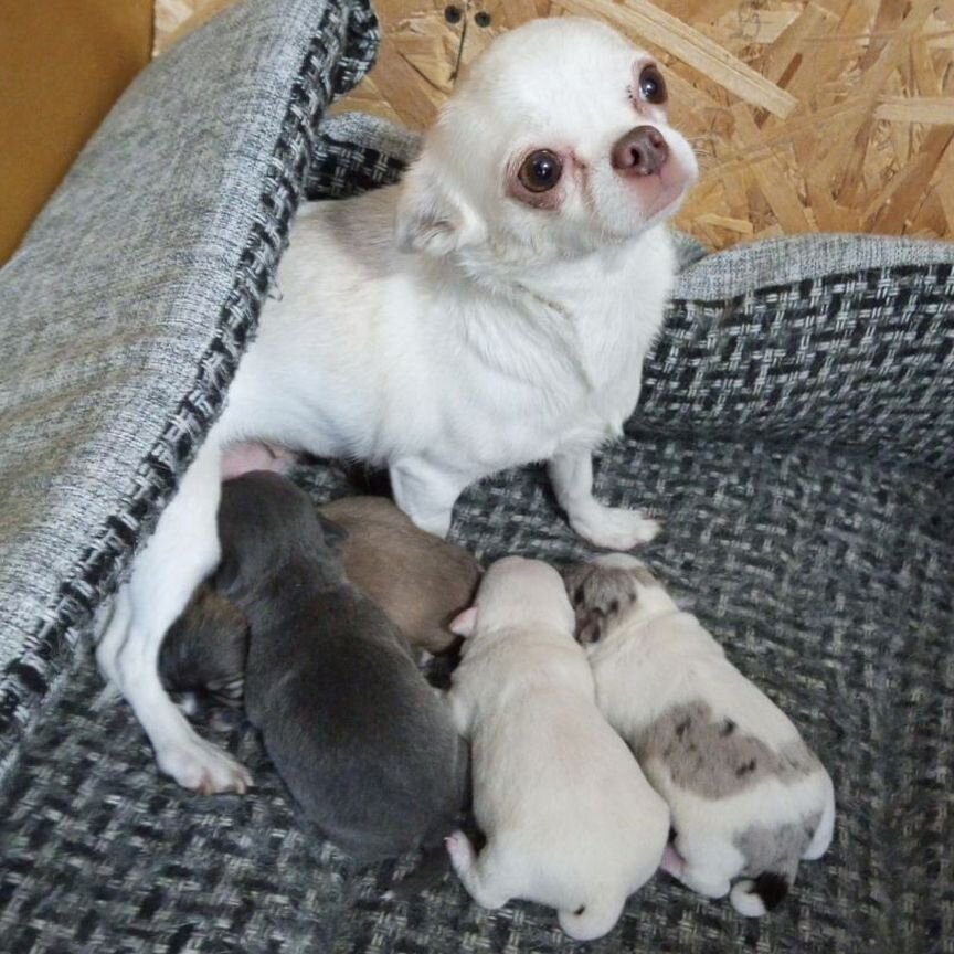 Чихуахуа мини