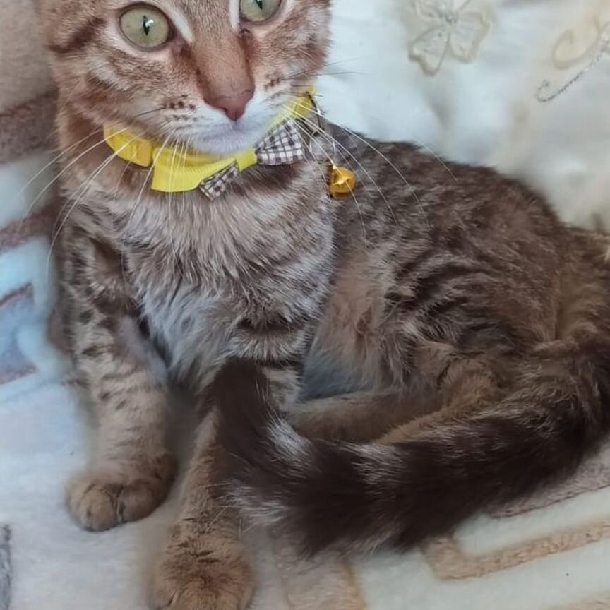 Египетский мао мальчик 4 мес