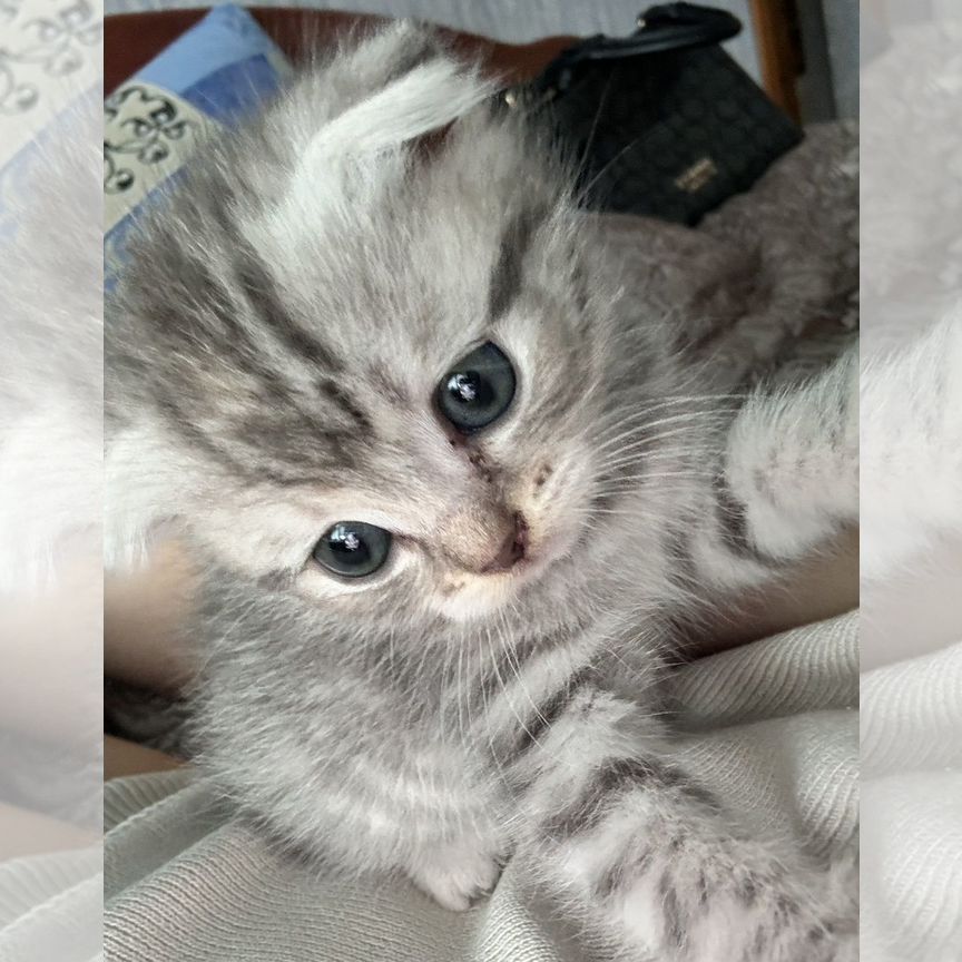 Котята в добрые руки бесплатно