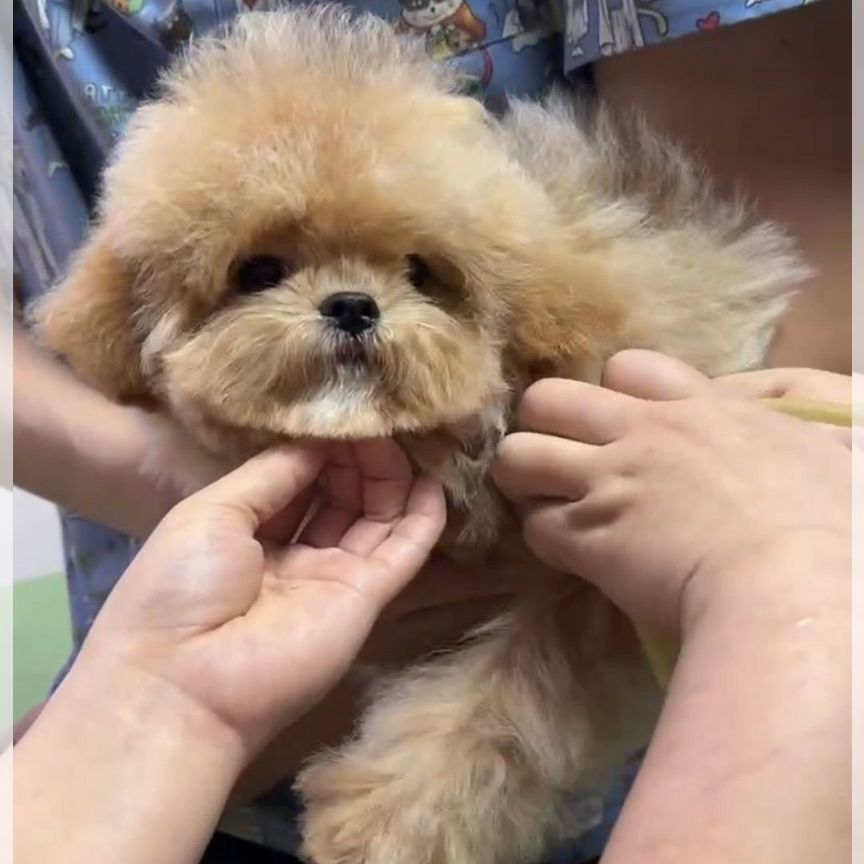 Бишон фризе, щенок