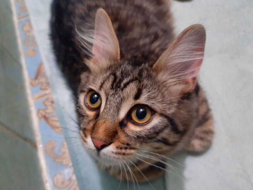 Отдам кота