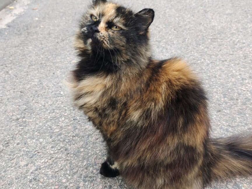 Кошка
