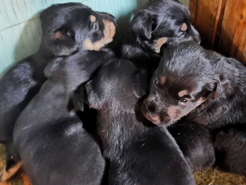 Щенки ягдтерьера