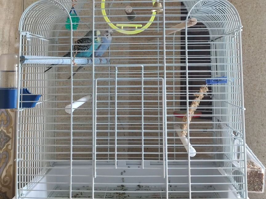 Пара волнистых попугайчиков с клеткой