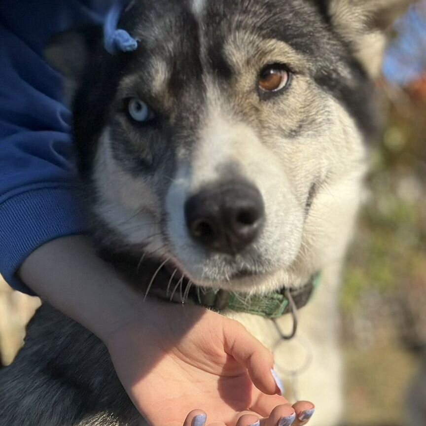 Хаски в дар