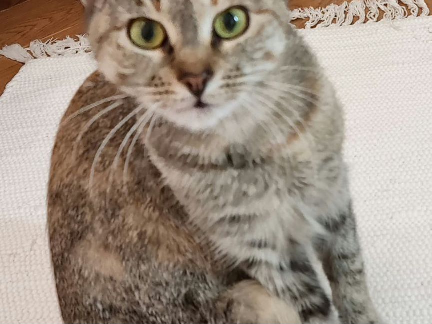 Отдам молодую кошку-альфу в хорошие руки