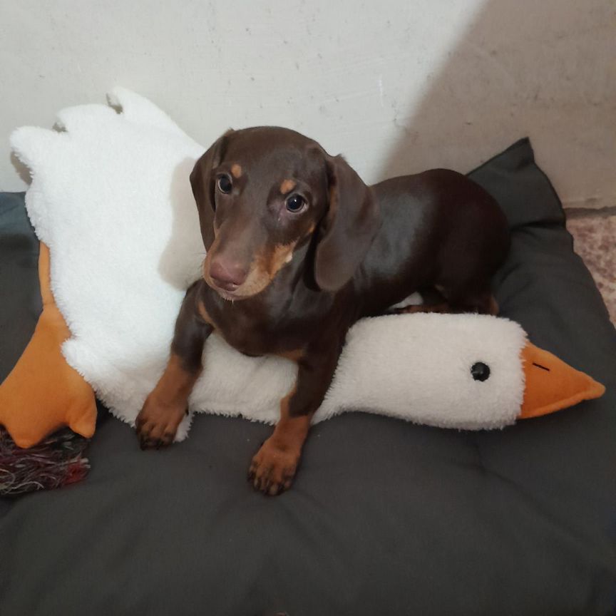 Отдам бесплатно собаку таксу