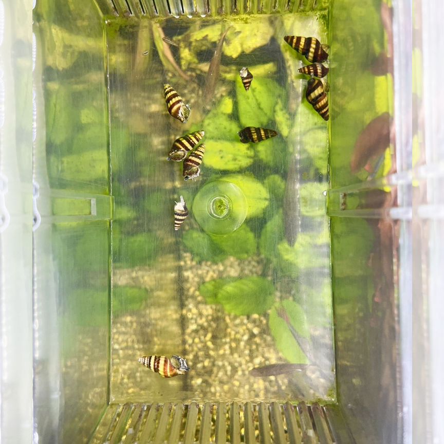 Улитка Хелена Красноярск