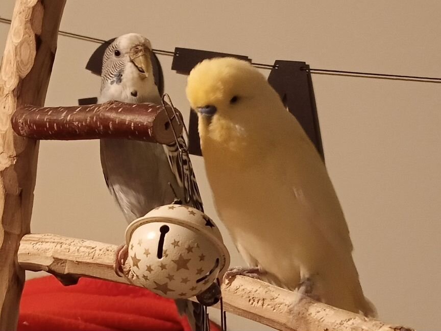 Отдам в добрые руки волнистых попугаев