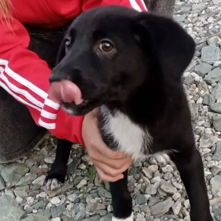 Щенок в добрые руки