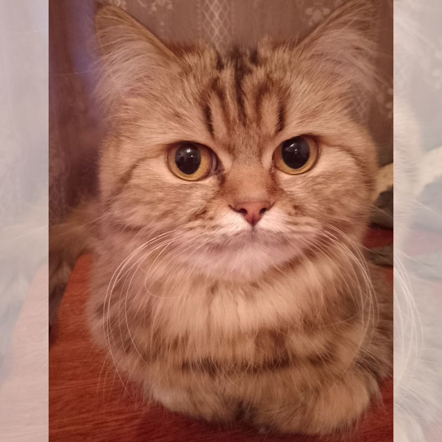 Шотландская прямоухая длинношёрстная, взрослая кошка