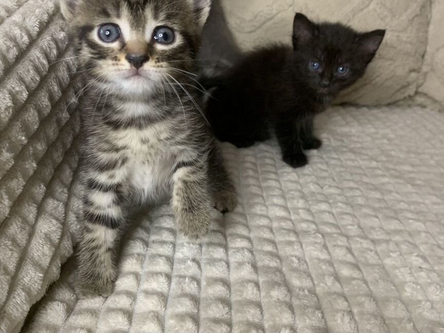 Котята