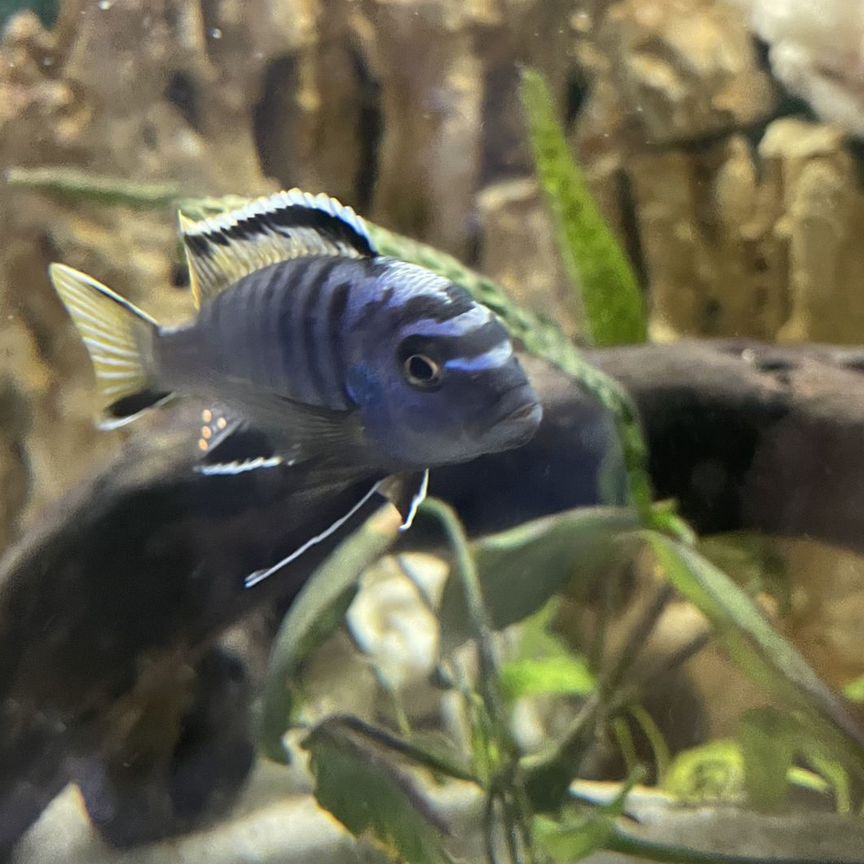 Аквариум с рыбками