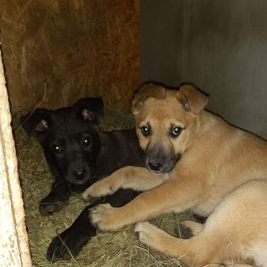 Мальчишки в дар