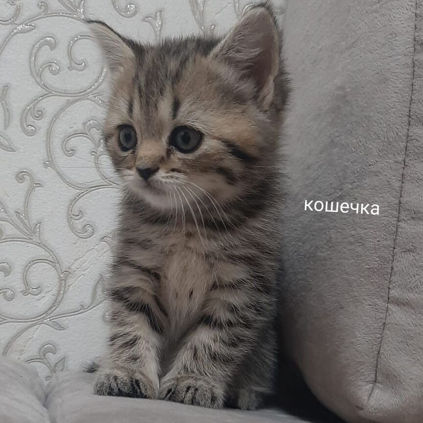 Шоколадный британец