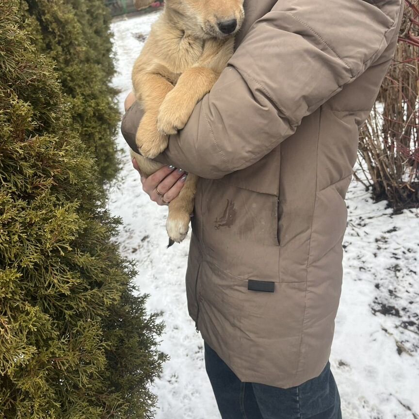 Щенок в добрые руки бесплатно
