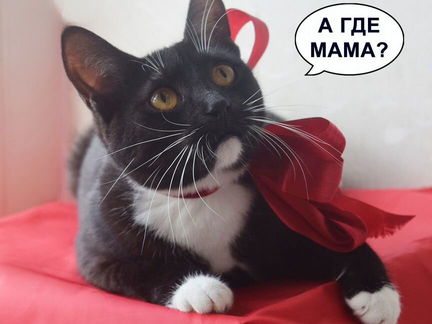 Ласковая кошка-подружка