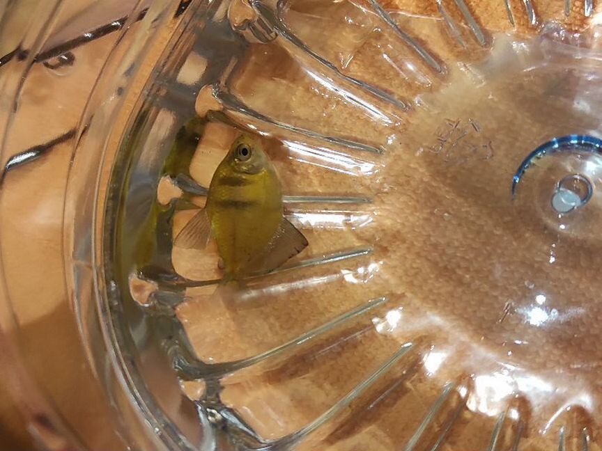 Рыбка тернеция