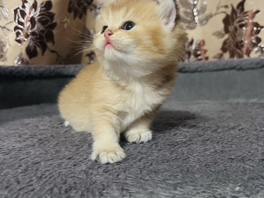 Котята золотая шиншилла