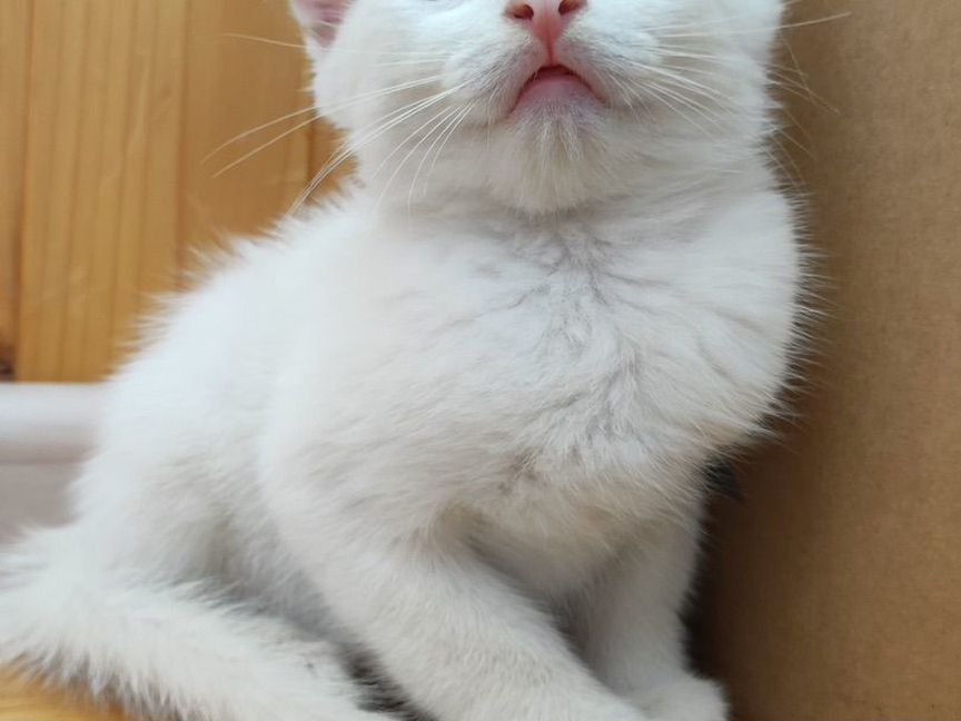 Беленькие котята в добрые руки