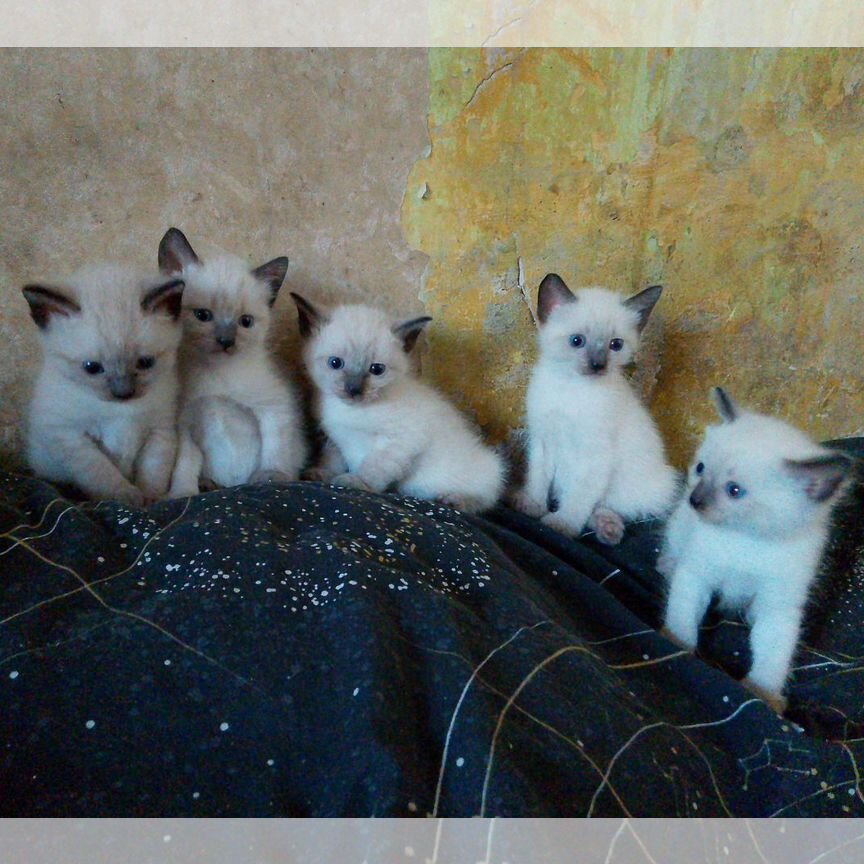 Тайские котятки