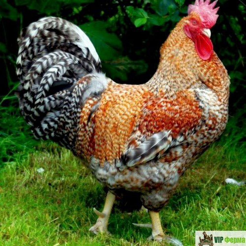 Петух билефельдер