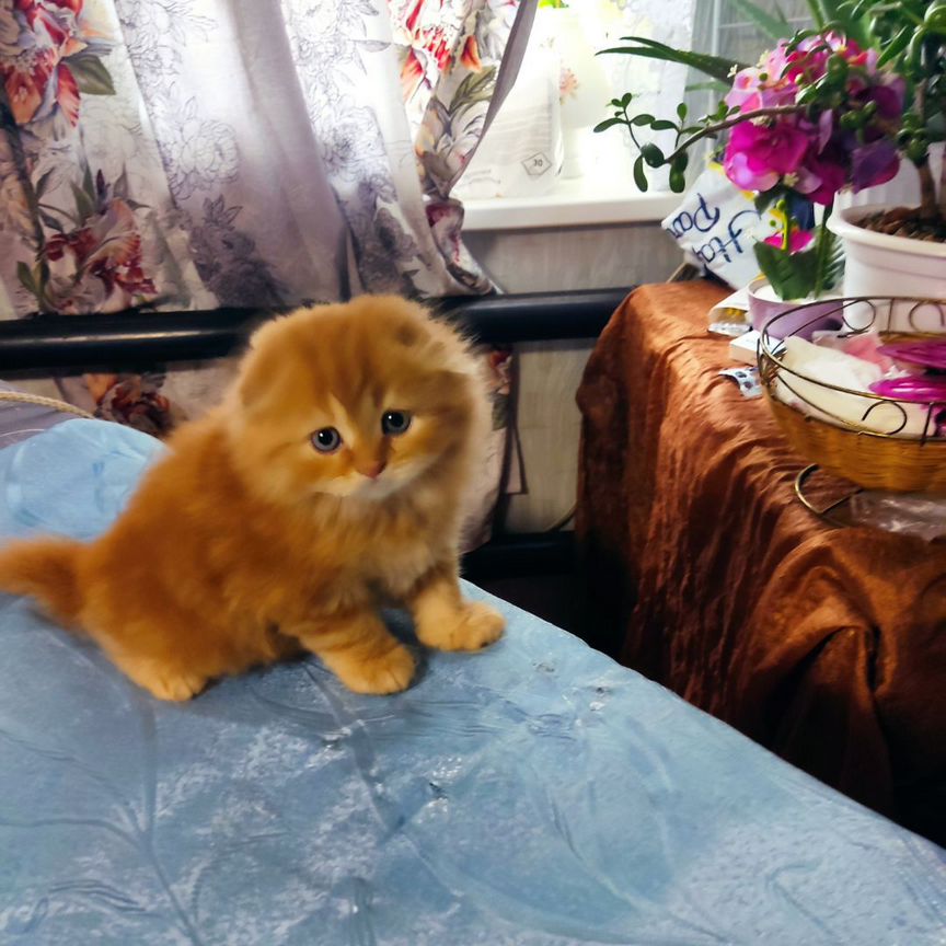 Шотландский вислоухий мальчик