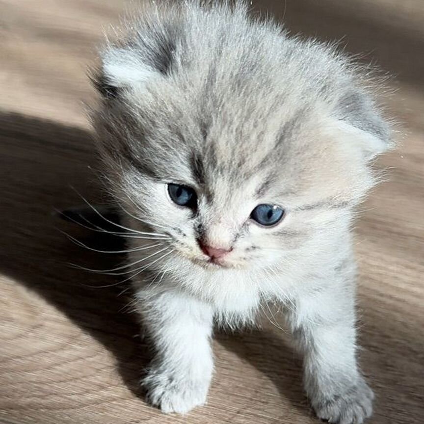 Шотландская котята