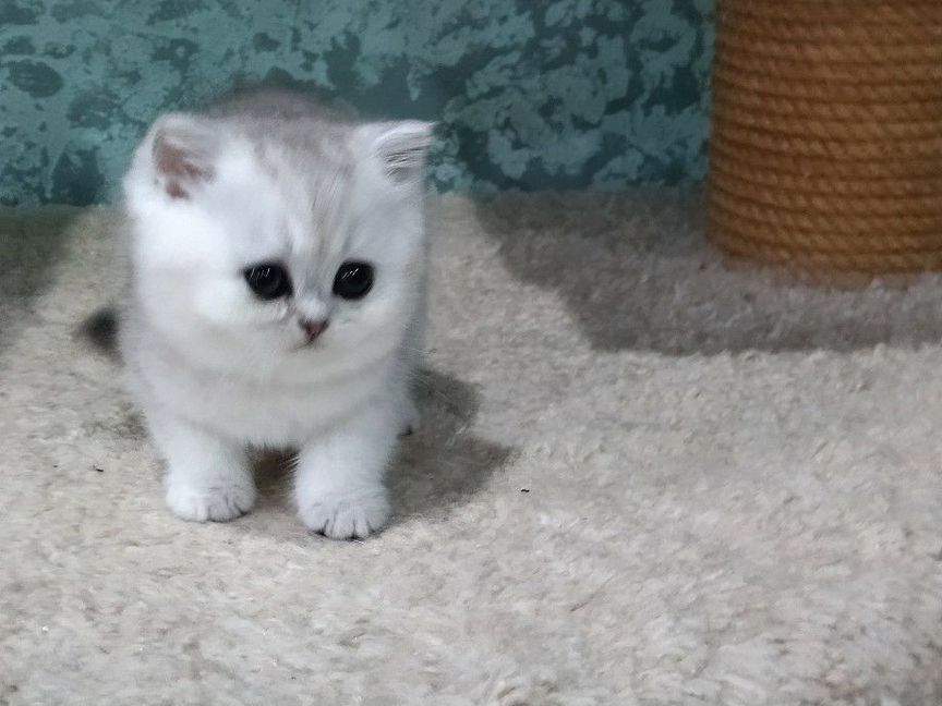 Шотландские котята