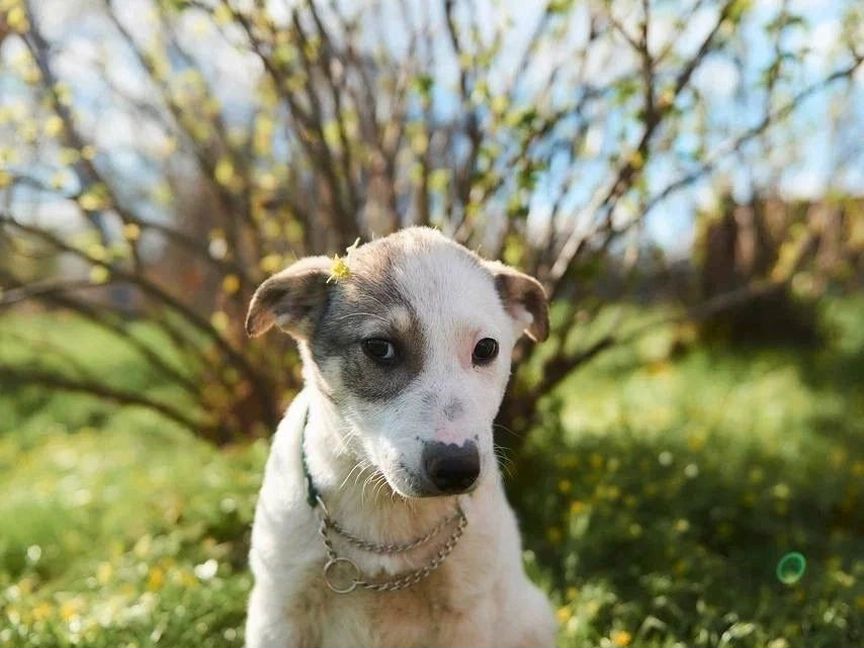 Щенки в добрые руки
