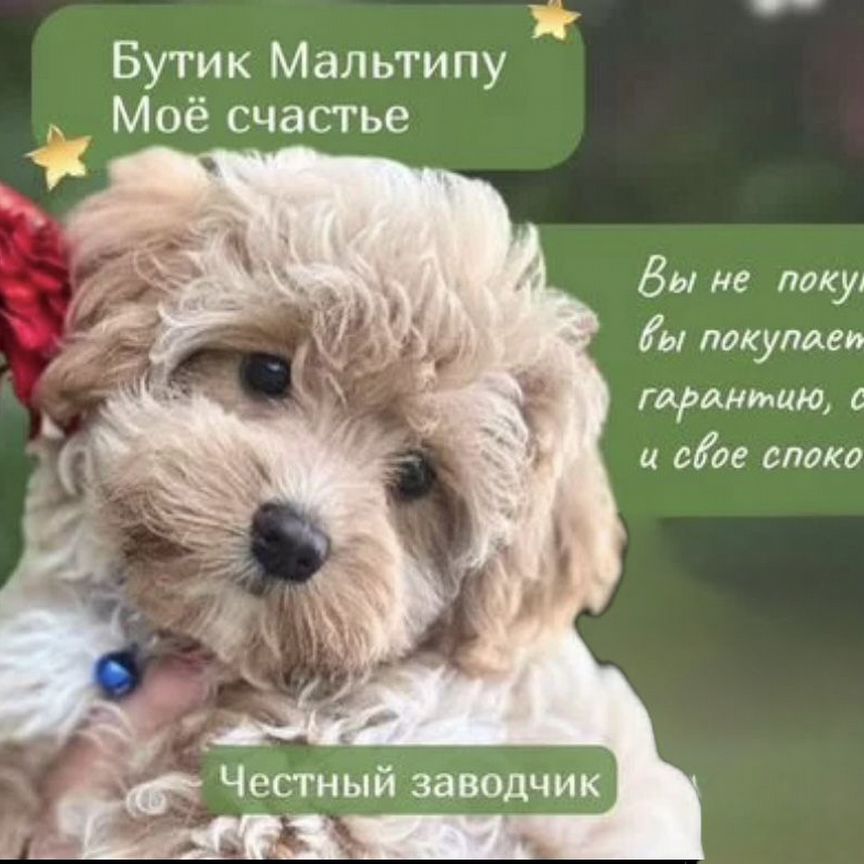 Мальтипу, щенок