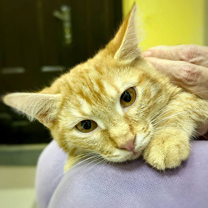 Котенок Маринка-мандаринка ищет семью