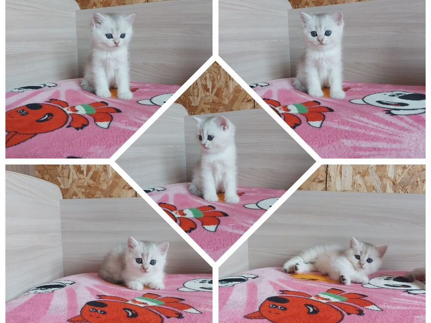 Шотландские шиншиллы