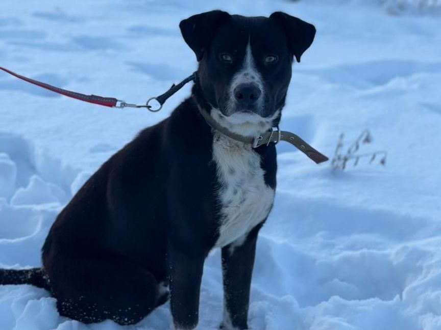 Собака в добрые руки