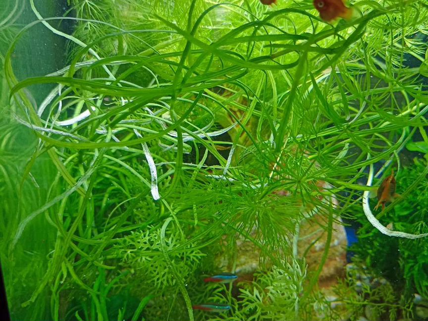 Аквариумные рыбки