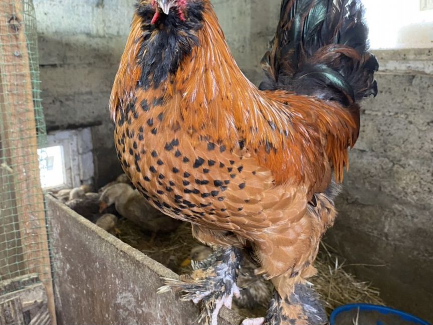 Молодые петухи