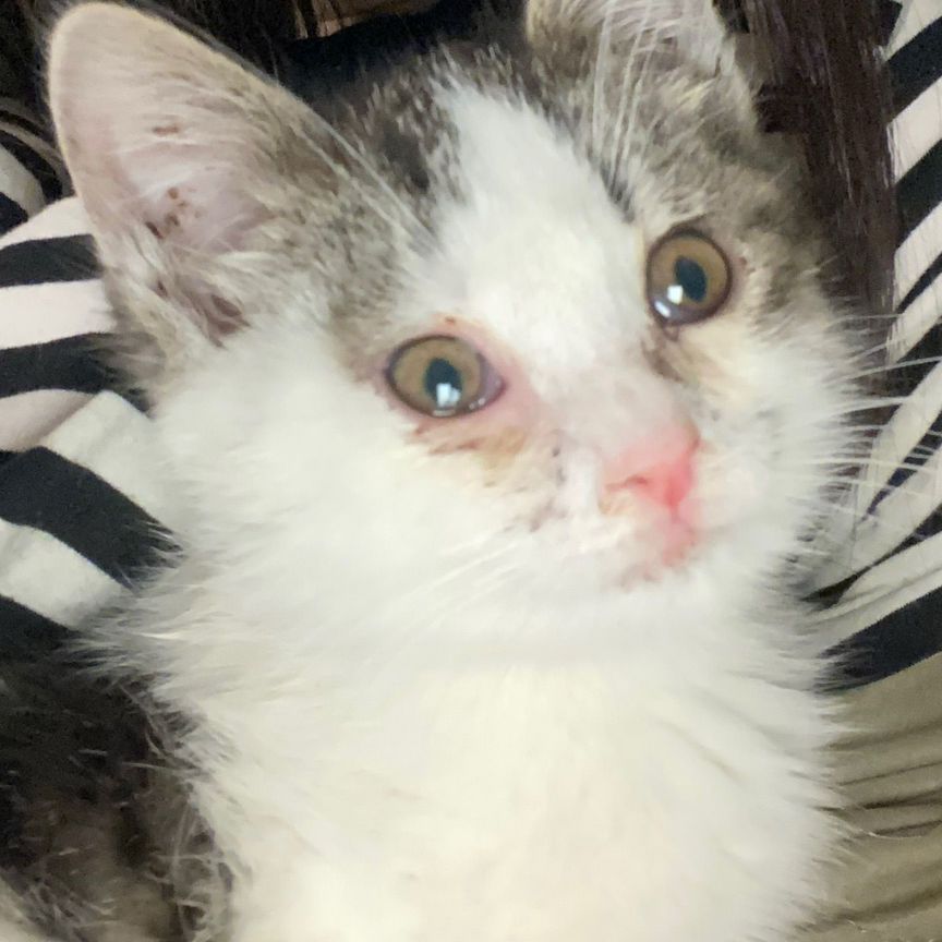 Котята в добрые руки бесплатно мальчик