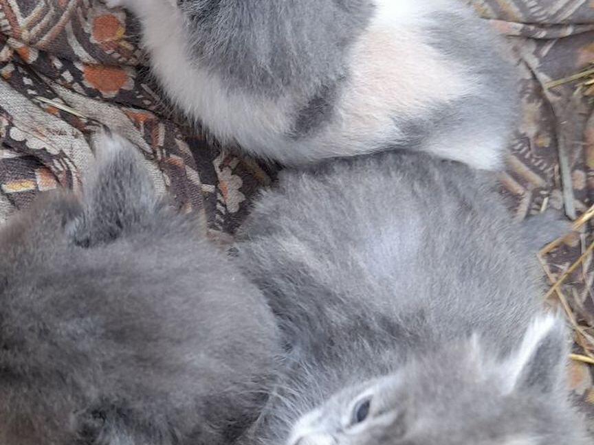 Котята и кутята