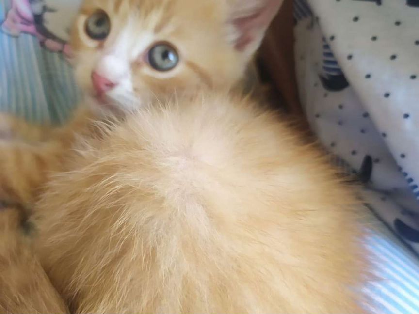 Рыжий котенок мальчик 2 месяца