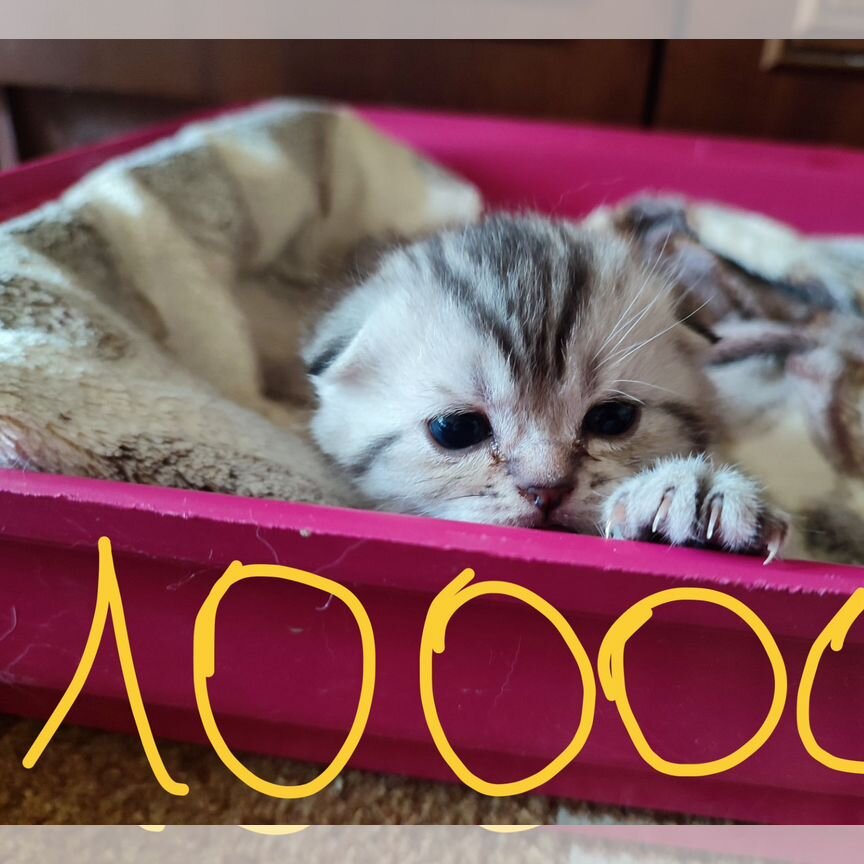 Шотландский вислоухий короткошёрстный котёнок