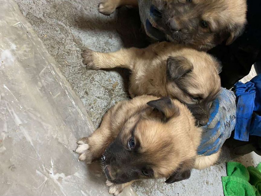 Отдам щенков в добрые руки, к еде приучены,1,5мес