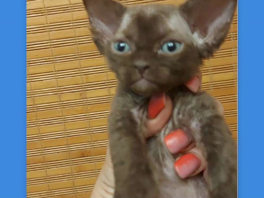 Котята девон-рекс