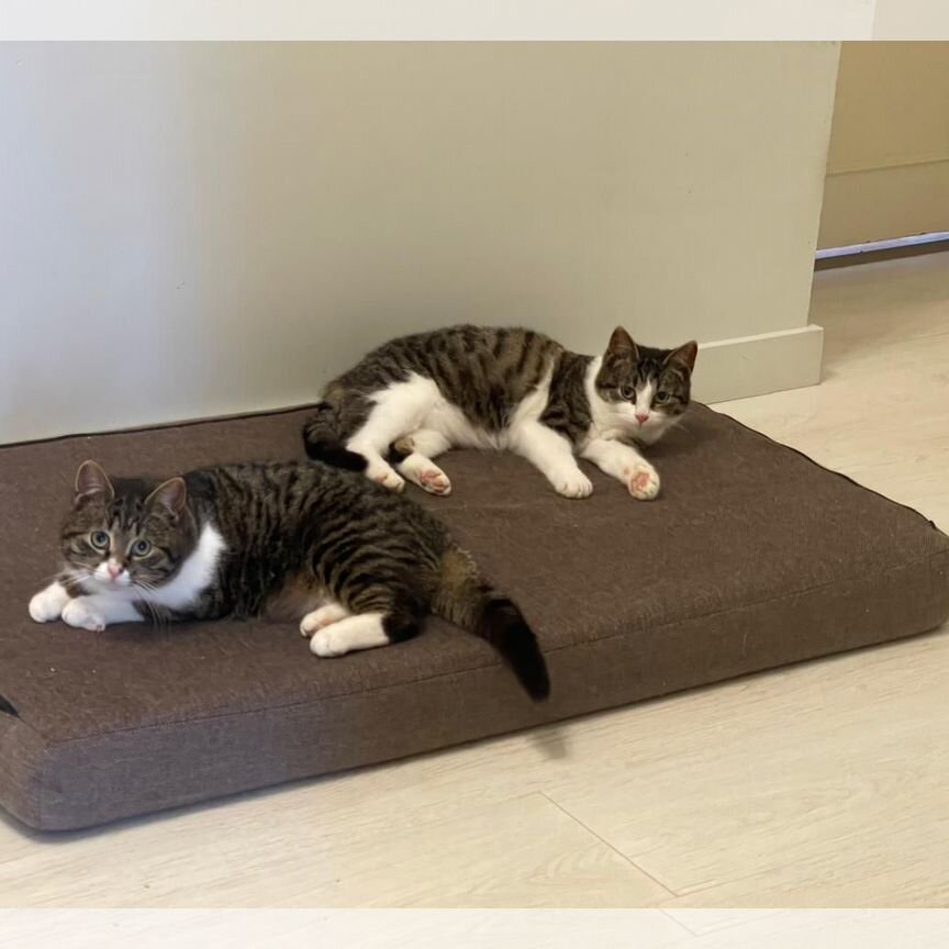 Котики котята ласковые