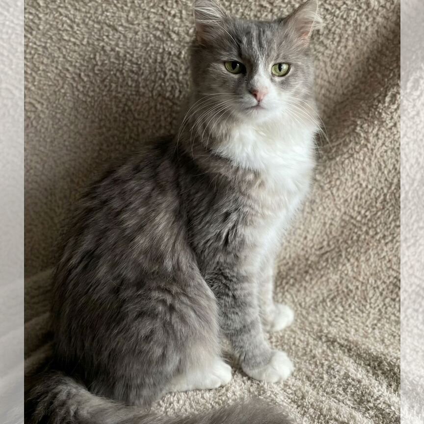 Взрослая, кошка в добрые руки