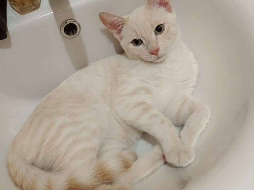 Котики бесплатно в добрые руки