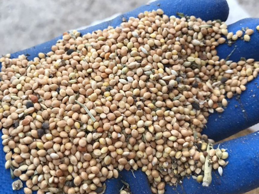 Просо кремовое