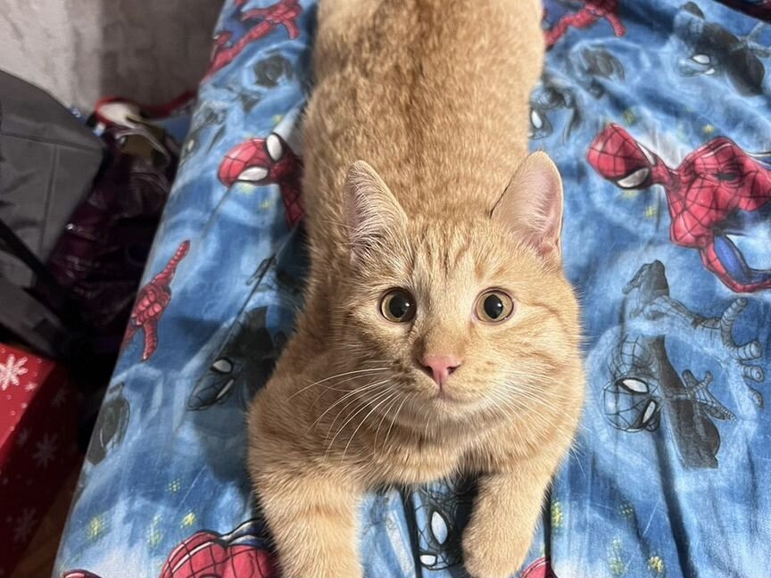 Котв добрые руки бесплатно